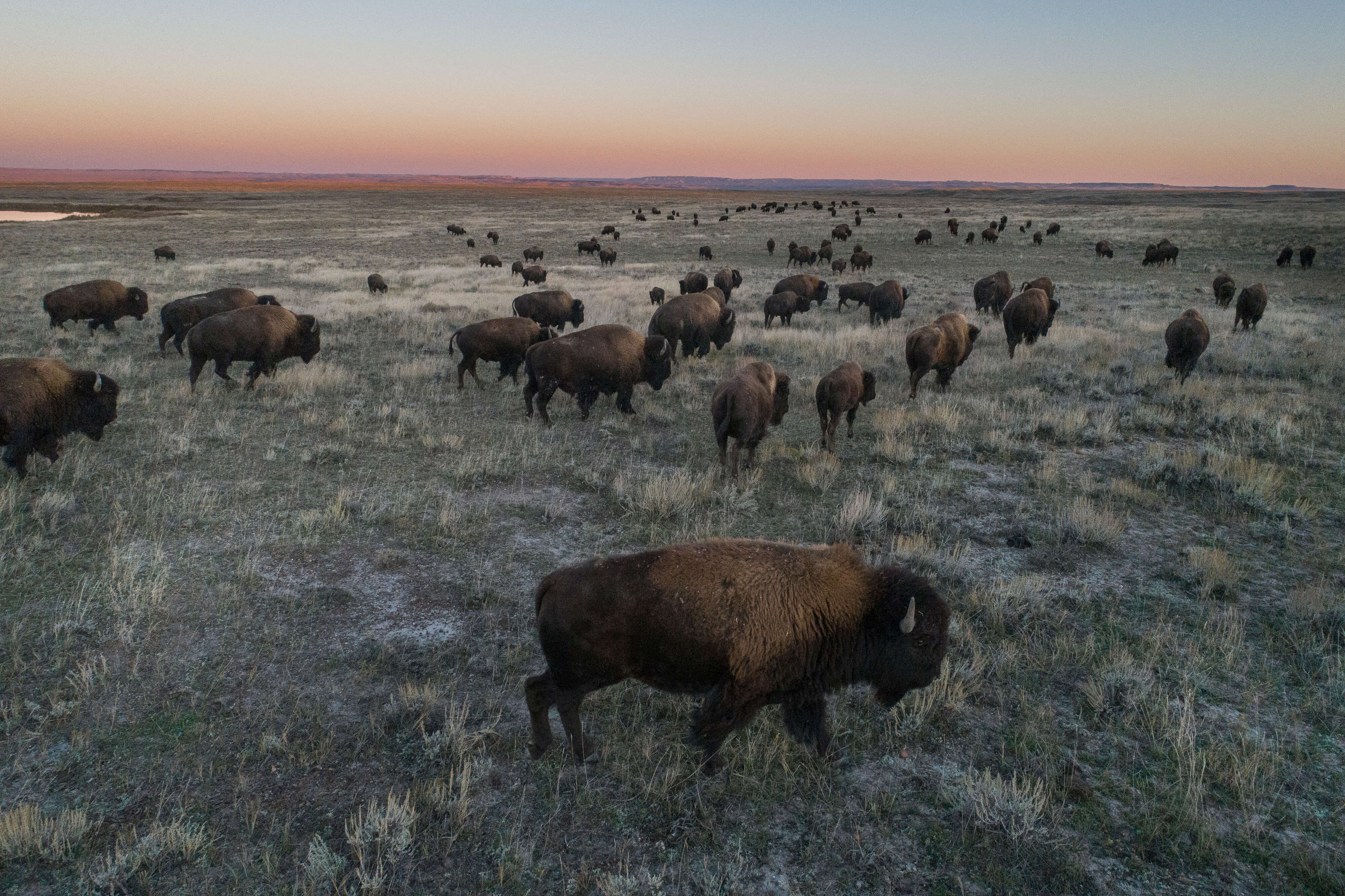 American Prairie Reserve Bison Herd Given Clean Bill of Health ...
