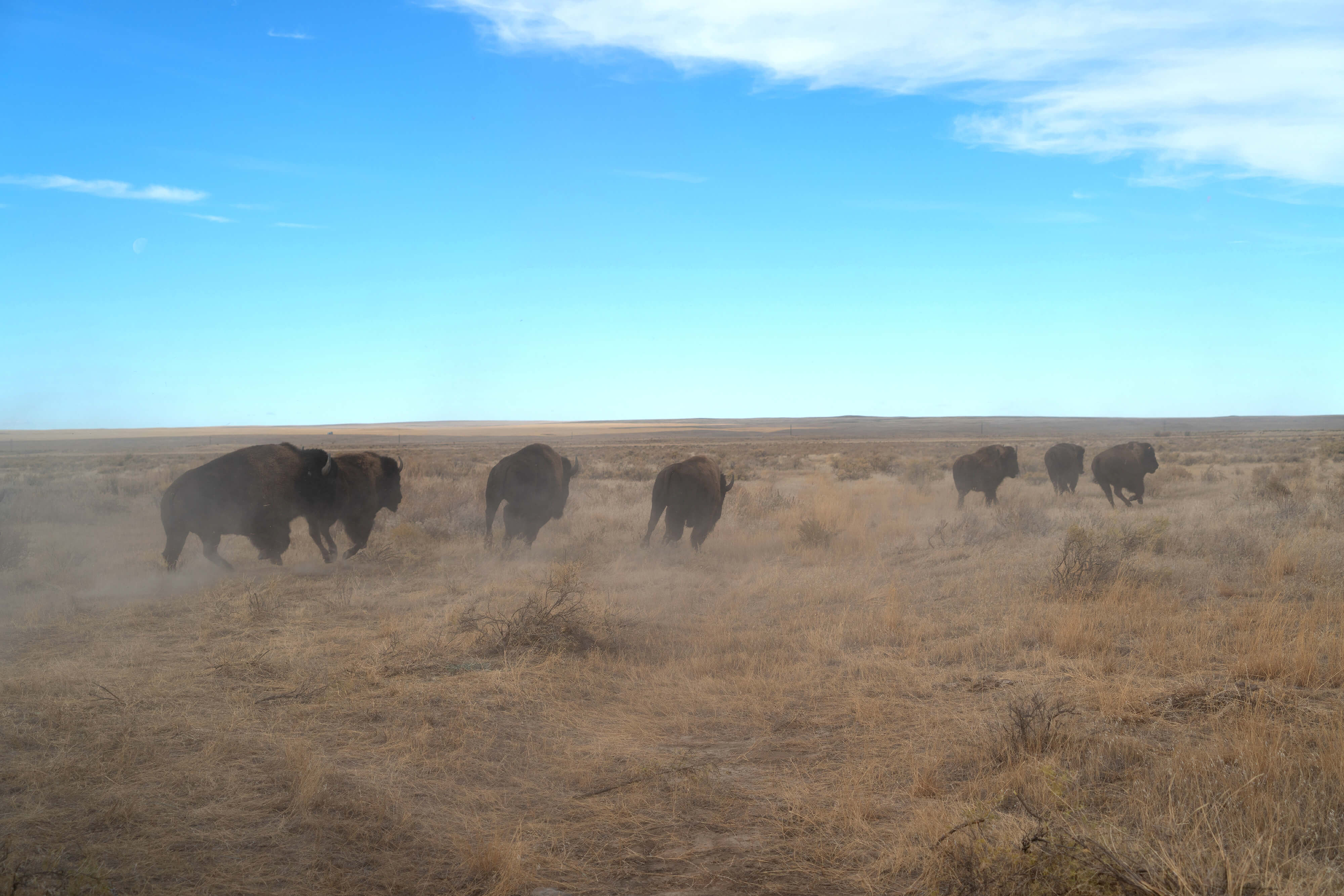 American Prairie Distributes More Bison to Tribal Nations | American ...