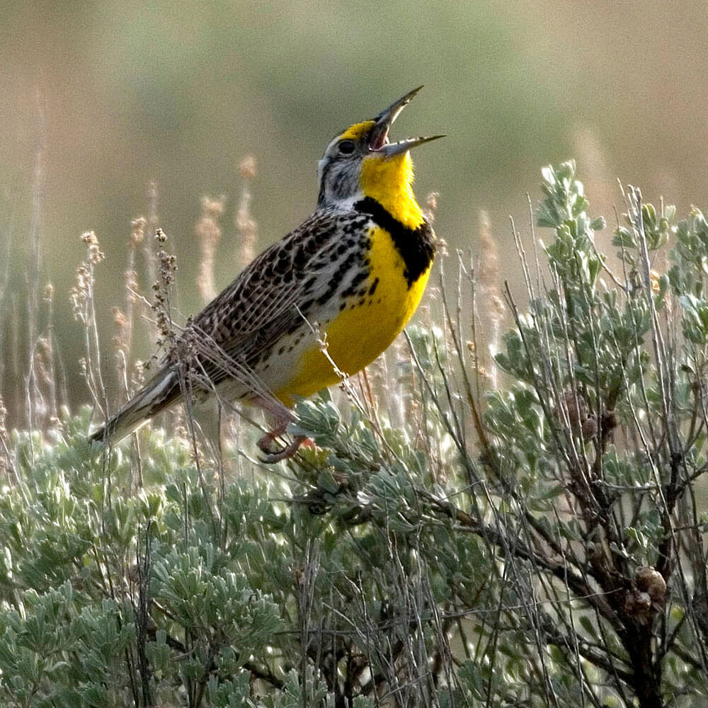 Western Meadowlark | American Prairie
