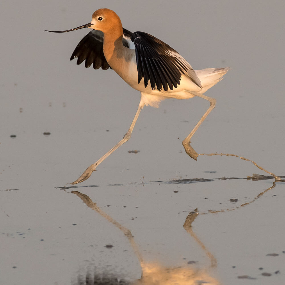 American Avocet | American Prairie