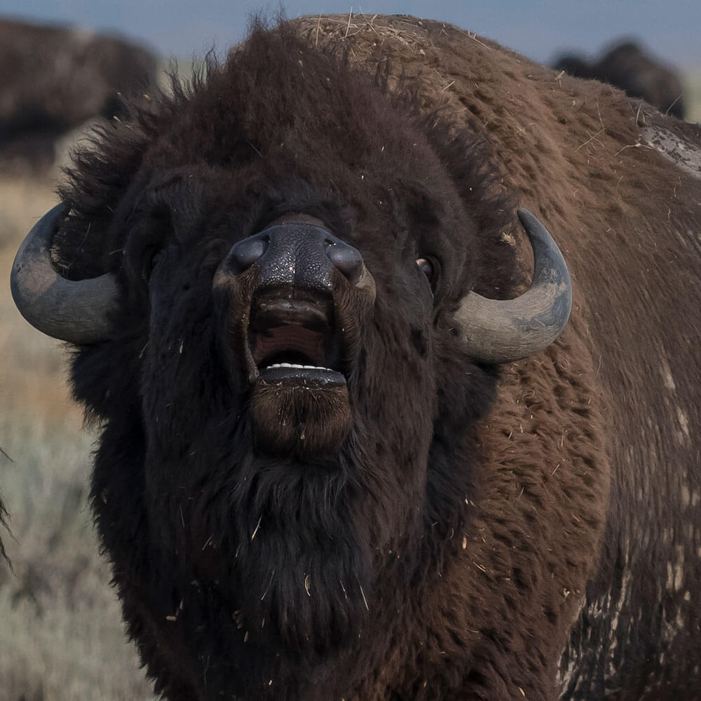 Bison | American Prairie