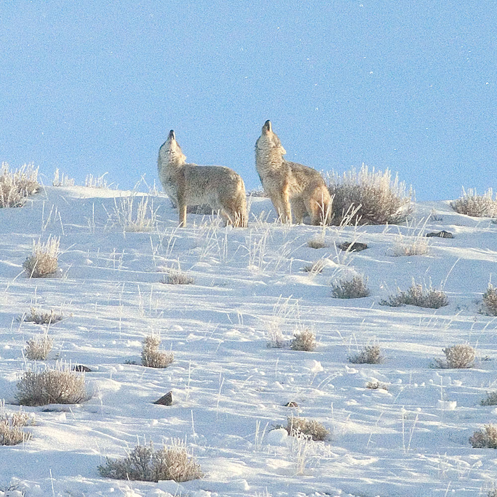 Coyote | American Prairie