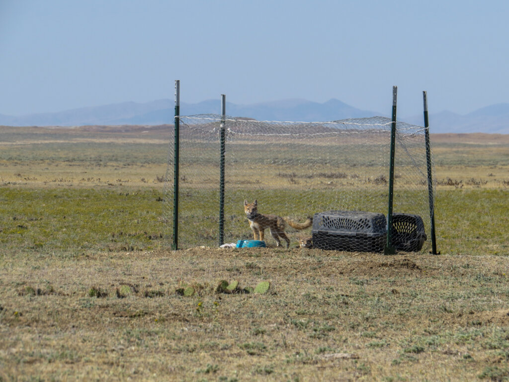 Smithsonian 2020 Research Recap | American Prairie