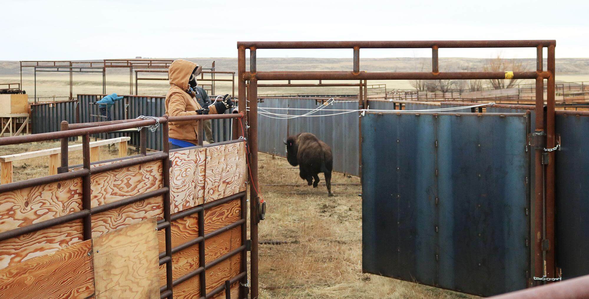 Hands-On Conservation: Bison Handling | American Prairie