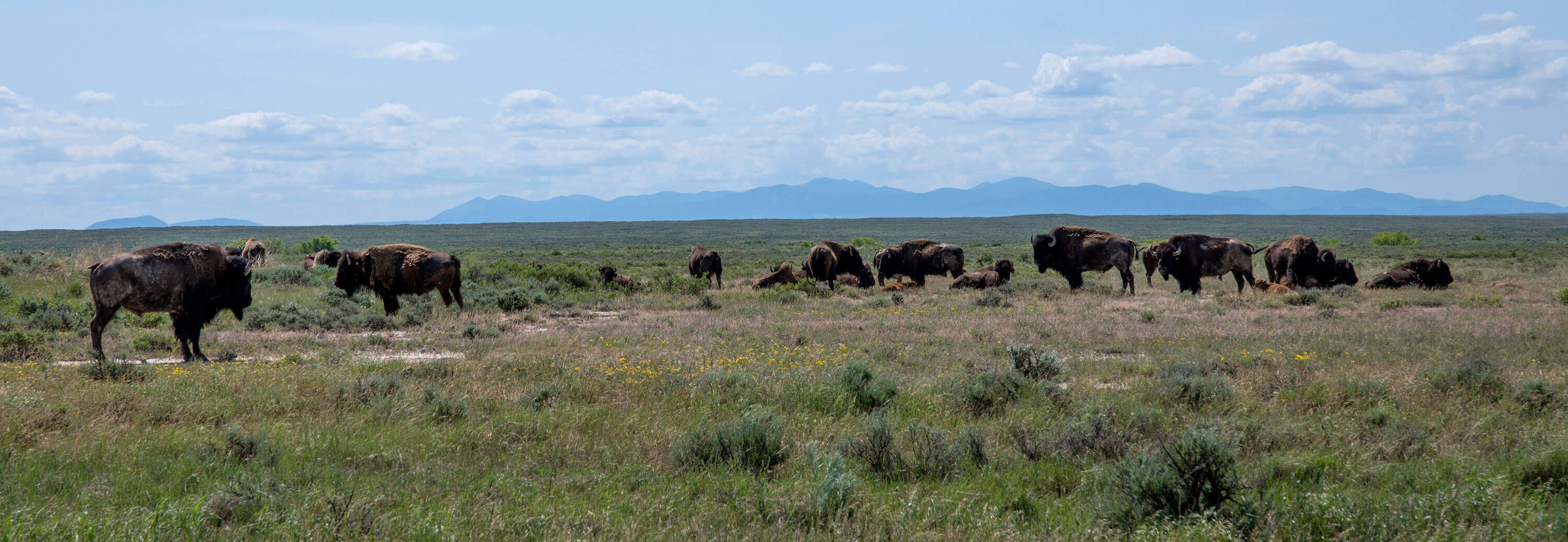 Smithsonian 2020 Research Recap | American Prairie