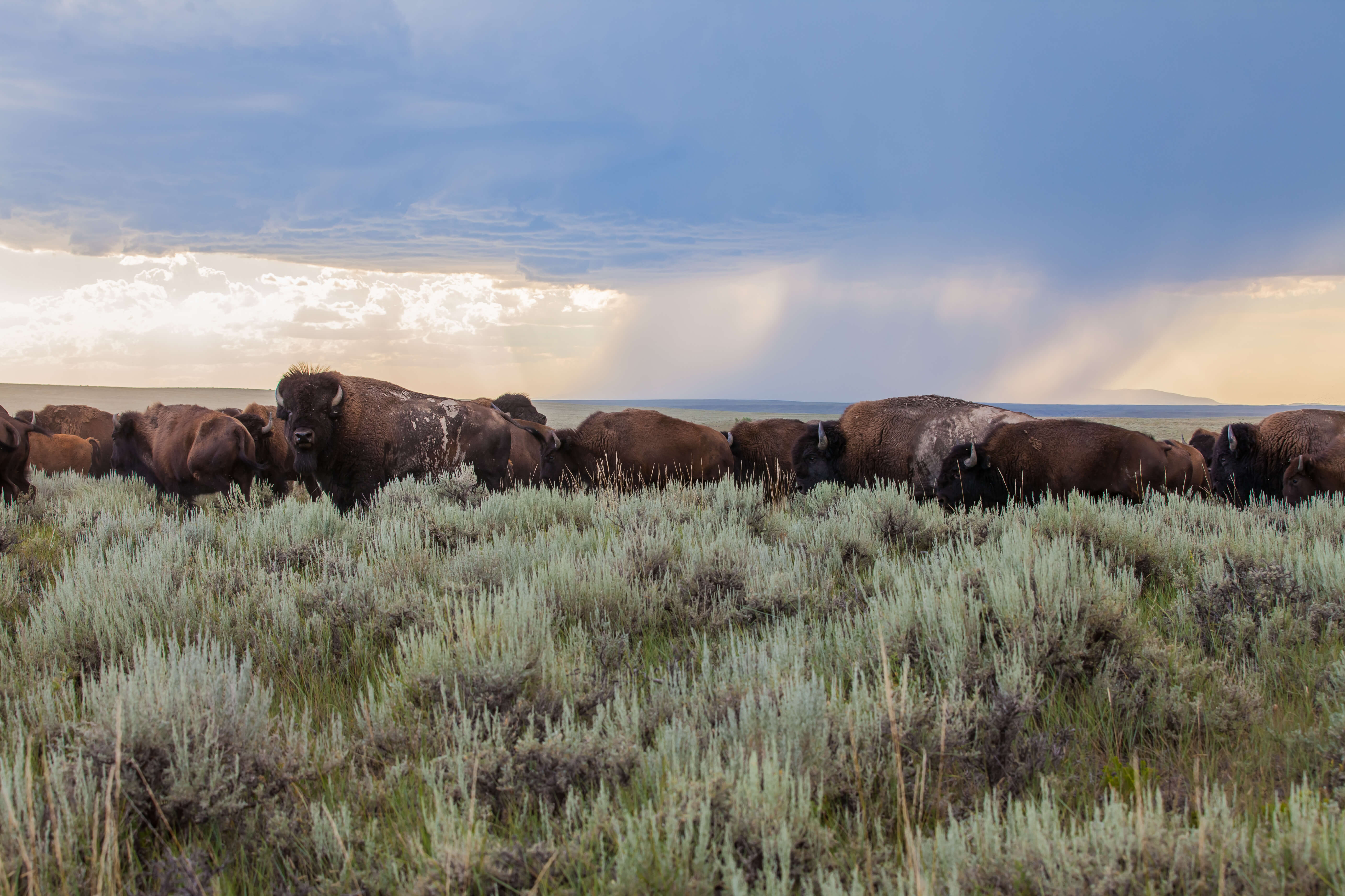 American Prairie Receives Final Approval for Bison Grazing Plan ...