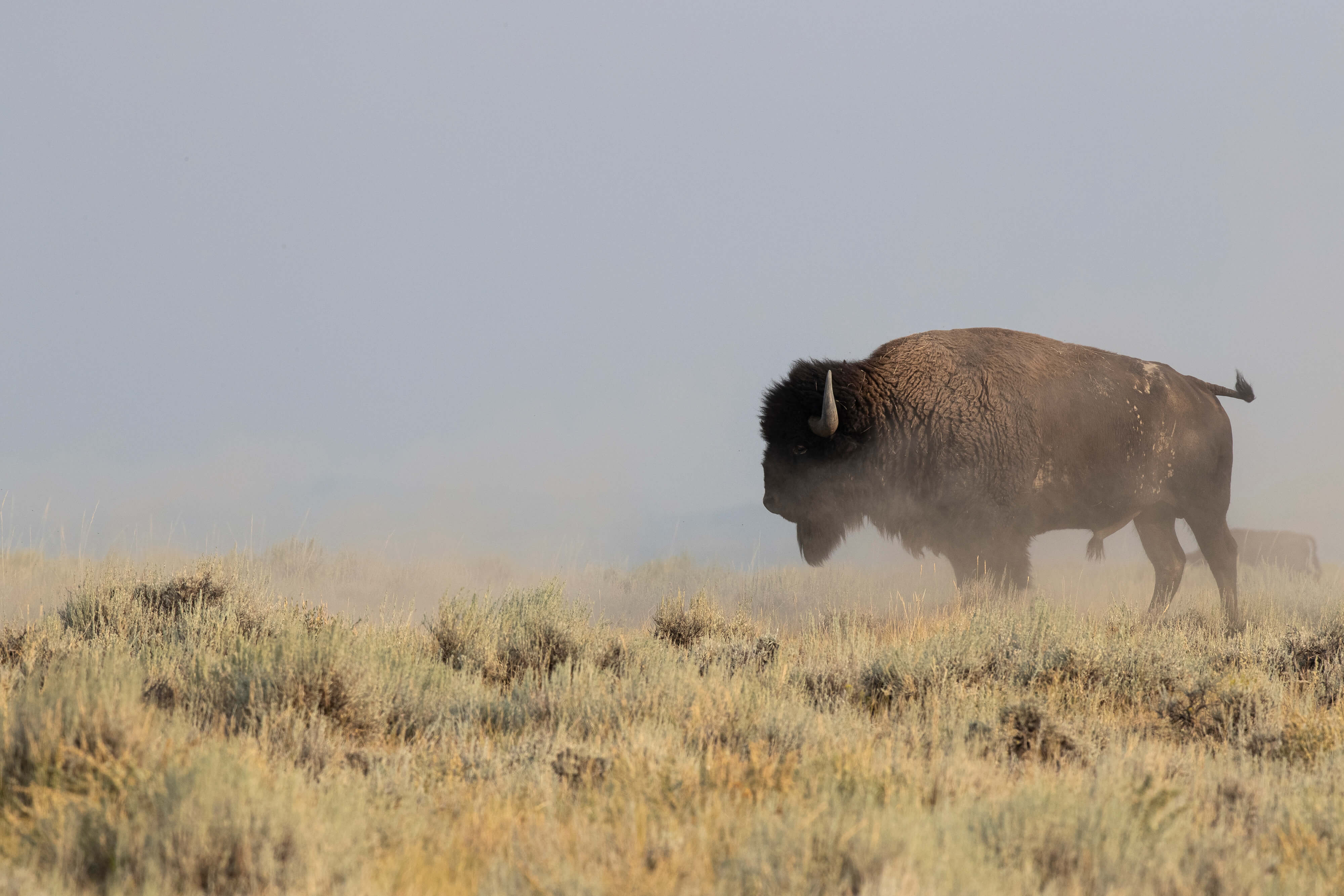 Bison or Buffalo? | American Prairie