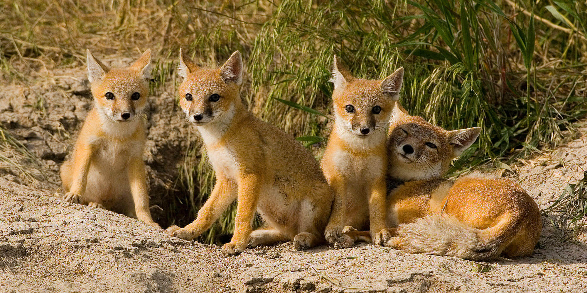 Swift Fox Projects Programs American Prairie Swift Fox Projects Programs American Prairie
