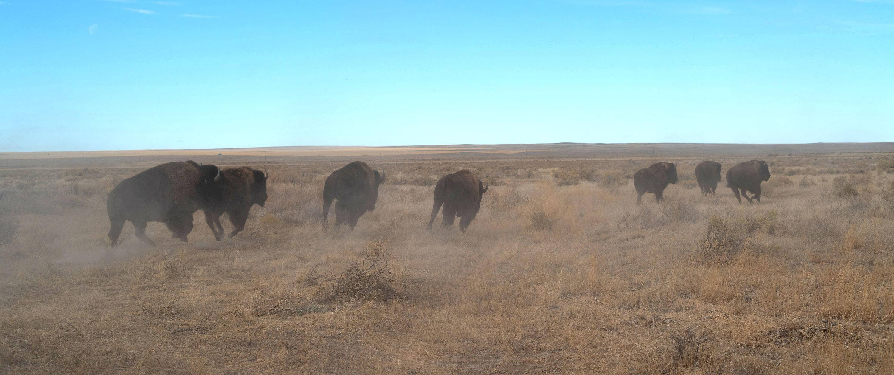 American Prairie Contributes Bison to New Rocky Boy Herd | American Prairie