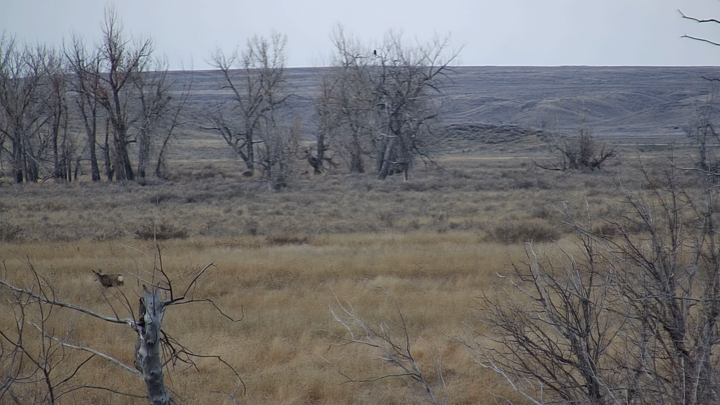 Prairie Webcams are live! | American Prairie