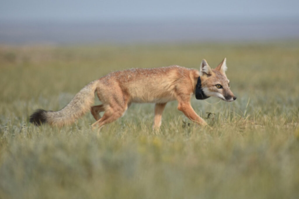 Collaborating to Restore Swift Foxes | American Prairie