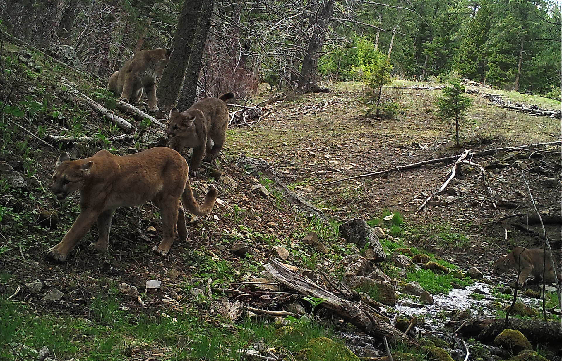 American Prairie invites volunteers to help ID wildlife on trail ...