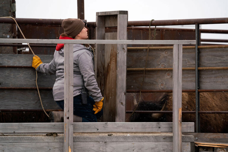 Hands-On Conservation: Bison Handling | American Prairie