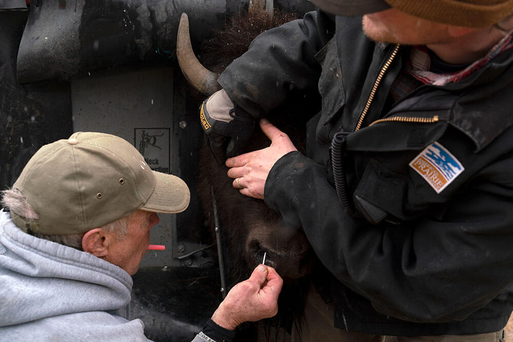 Hands-On Conservation: Bison Handling | American Prairie