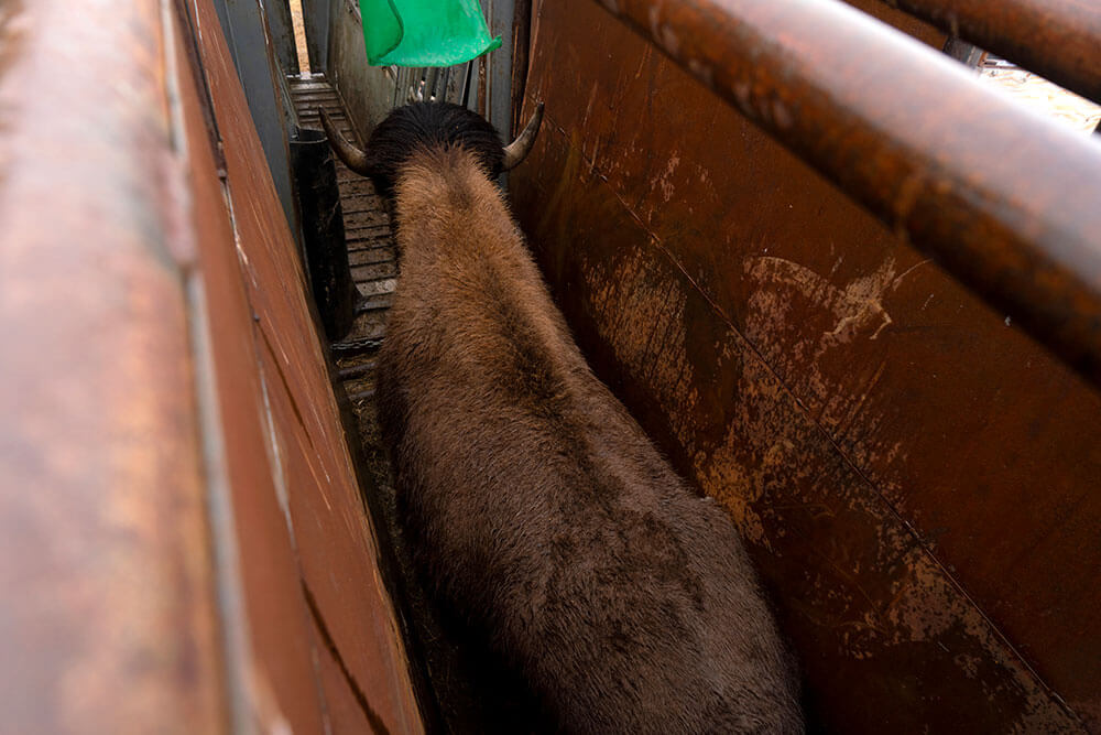 Hands-On Conservation: Bison Handling | American Prairie
