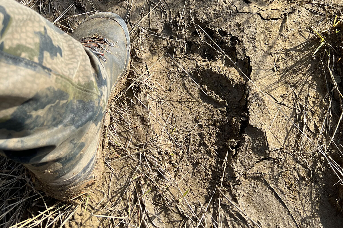 Grizzly Bear spotted on our PN Property | American Prairie