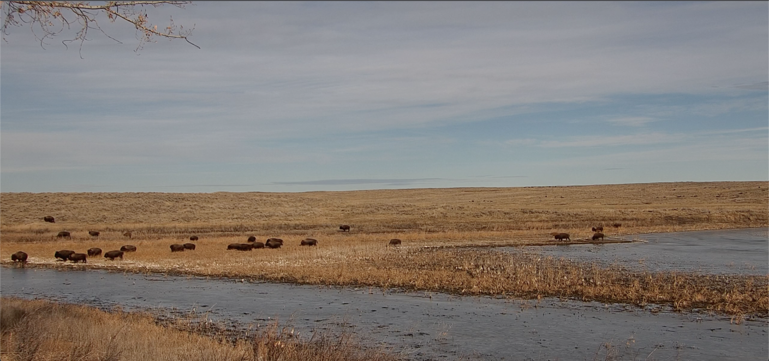 Prairie Webcams are live! | American Prairie