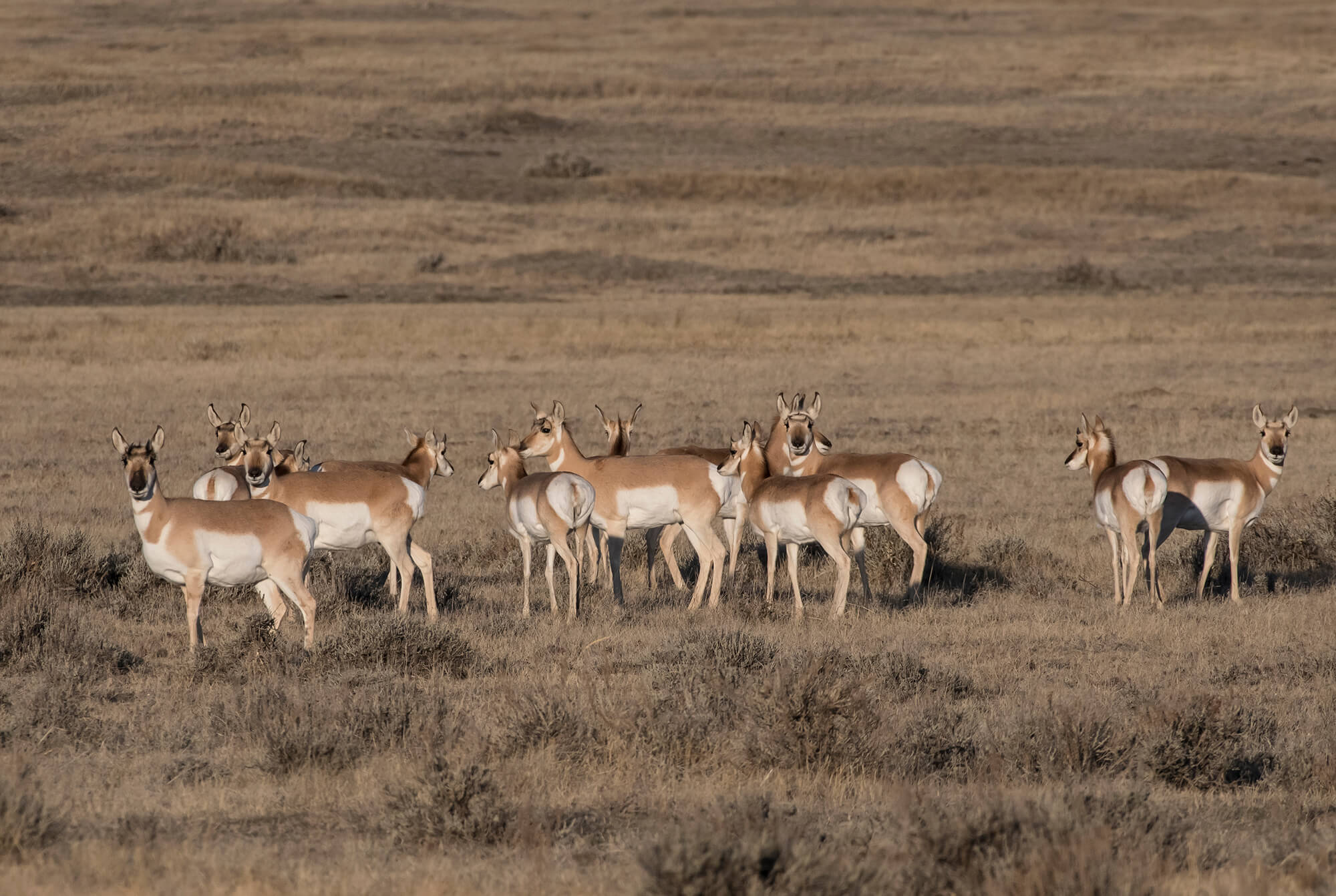 American Prairie grows again with two new acquisitions | American Prairie