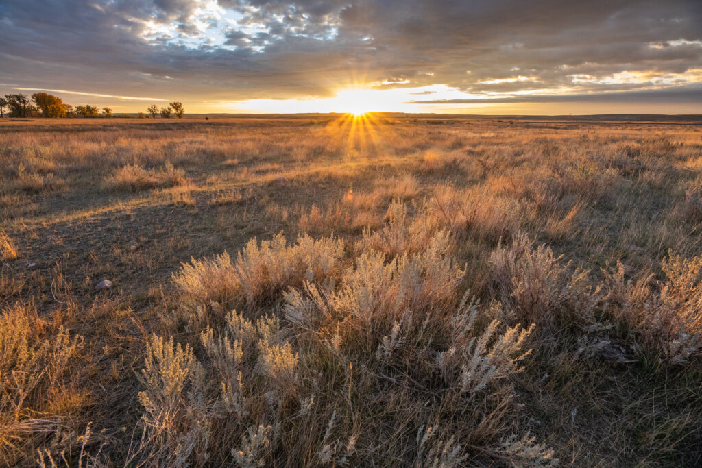 Looking back on 2025: a remarkable year for American Prairie | American ...