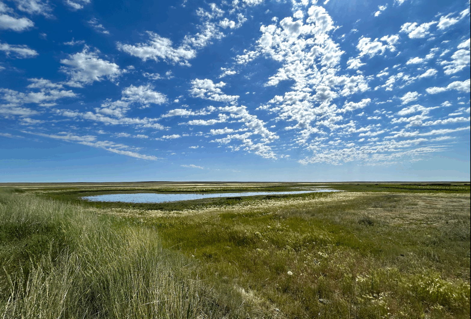 American Prairie Grows Again With 2k+ acres of Critical Wetland Habitat ...