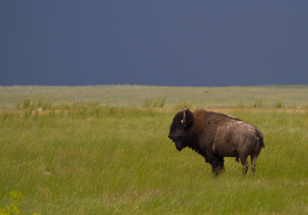 American Prairie Condemns BLM Decision Revoking Bison Grazing Permits ...